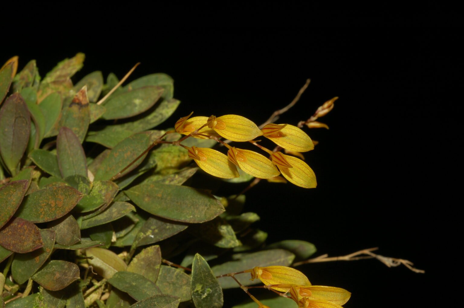 Catálogo de especies – Página 8 – Orquivalle