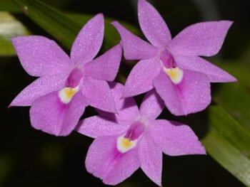 Dimerandra emarginata – Orquivalle