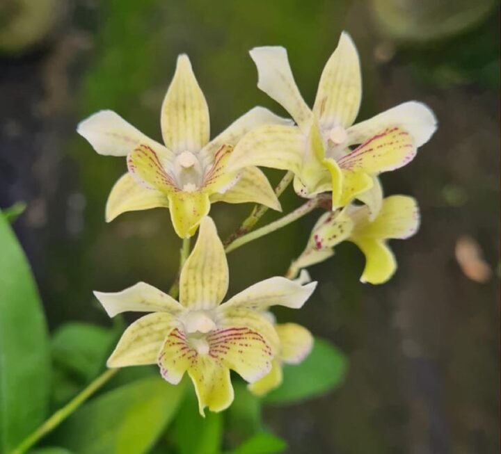 Dendrobium y Phalaenopsis – Orquivalle