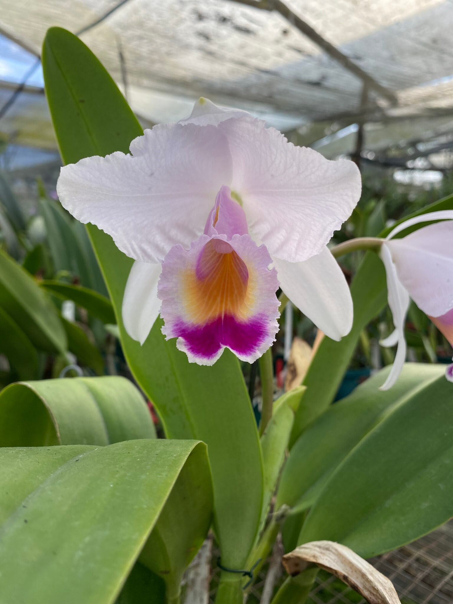 Cattleya Quadricolor – Orquivalle