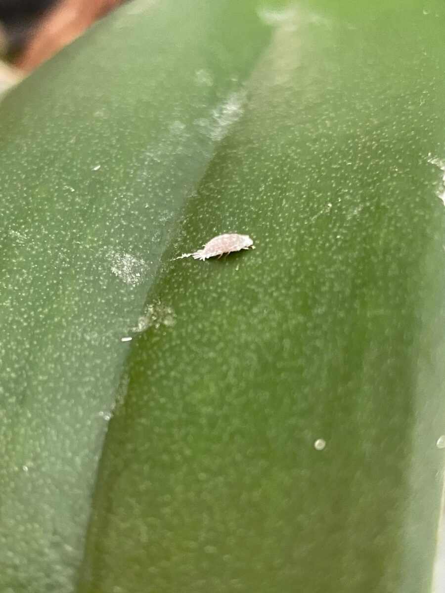 ¿Pequeños bichos blancos y pegajosos en tus orquídeas? – Orquivalle