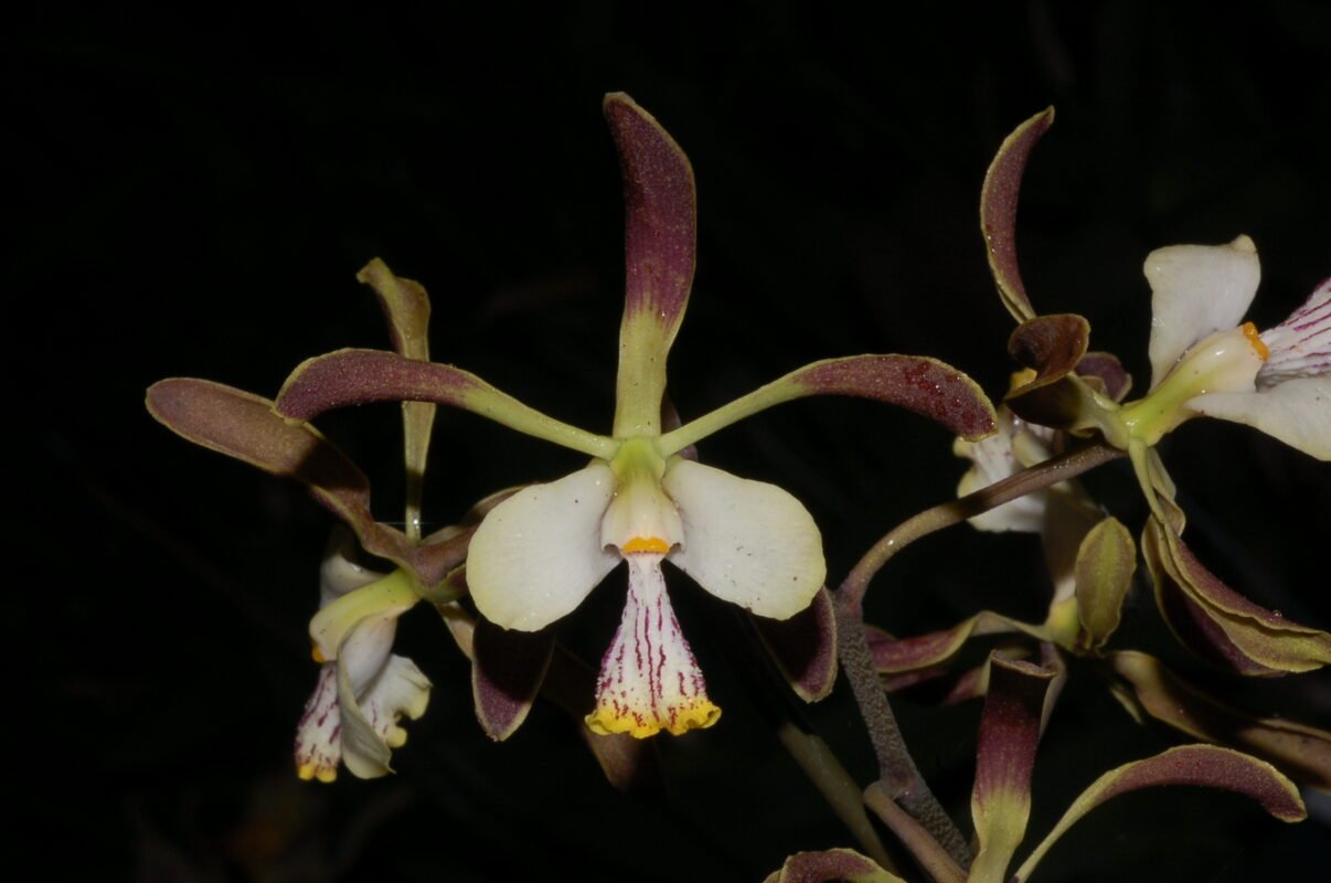 Encyclia alata Plántula – Orquivalle