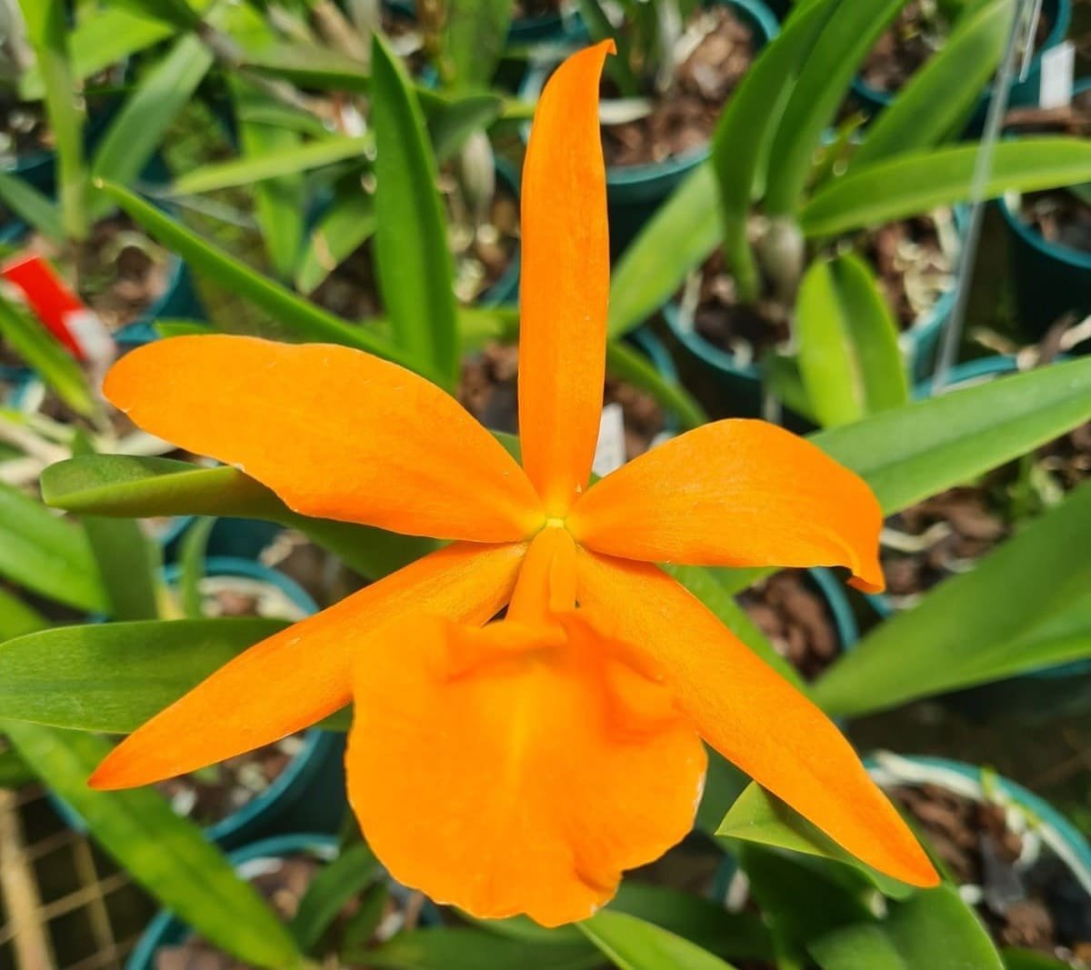 RLC Dan O’Neil x Brassavola nodosa – Orquivalle
