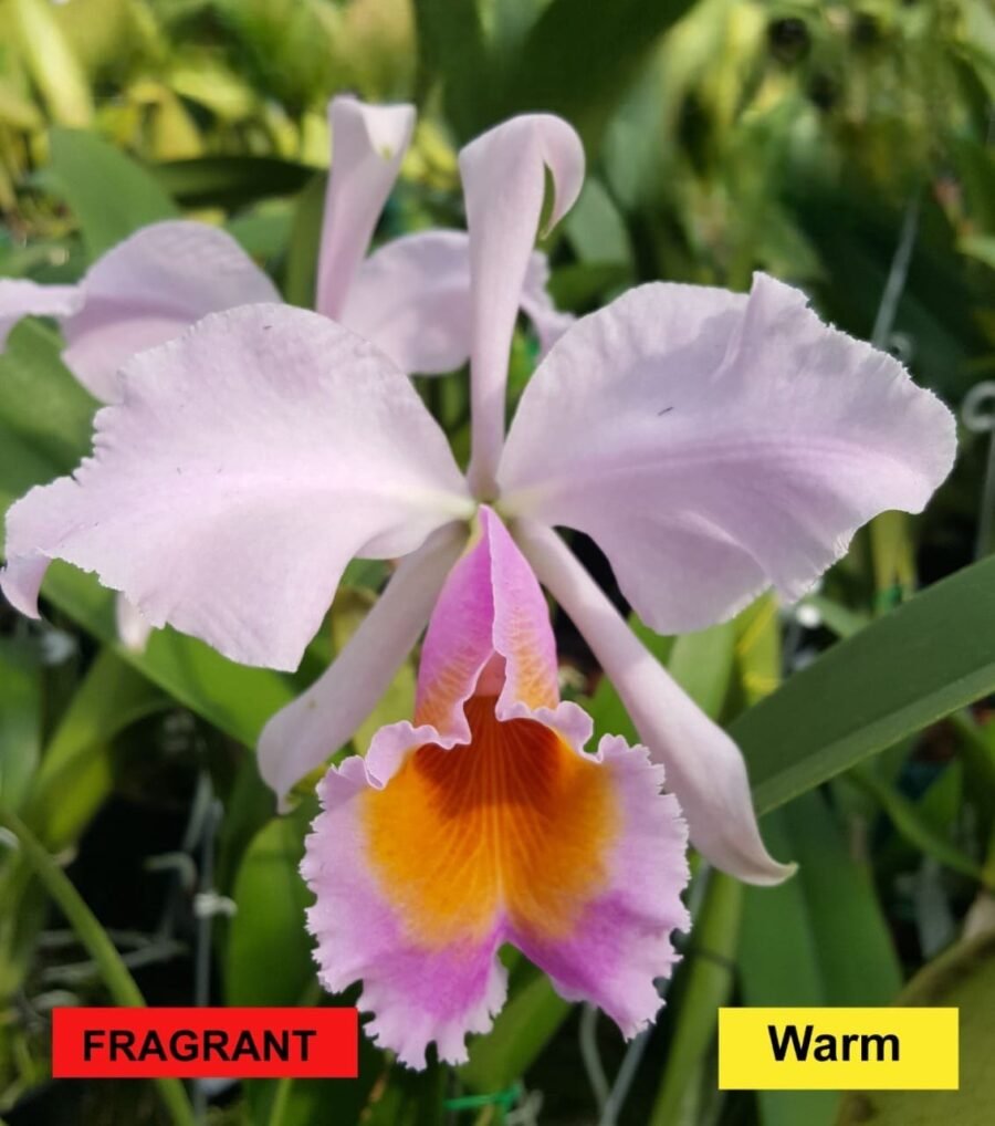 Cattleya Eva’s Fabula Rosada (Zephyr) (C schroederae x C dowiana aurea ...