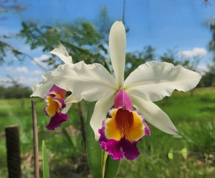 Cattleya Lady Ingram (C wallisii (eldorado) x C dowiana aurea) – Orquivalle