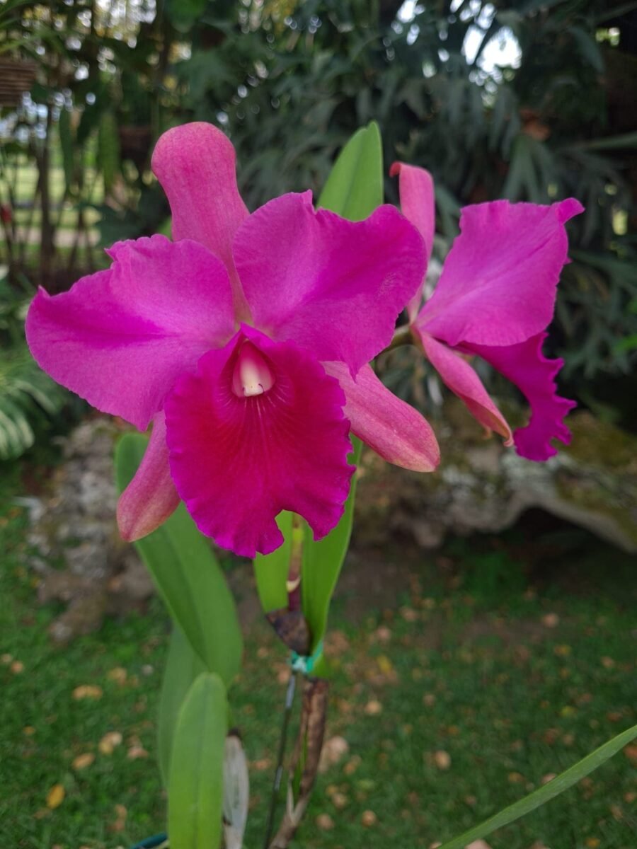 Blc Hampshire x RLc Bryan wheeler – Orquivalle
